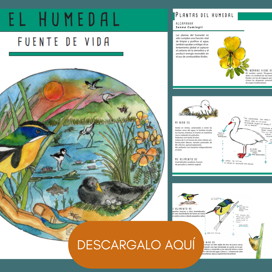 Aprende Coloreando - Proyecto Adelaida